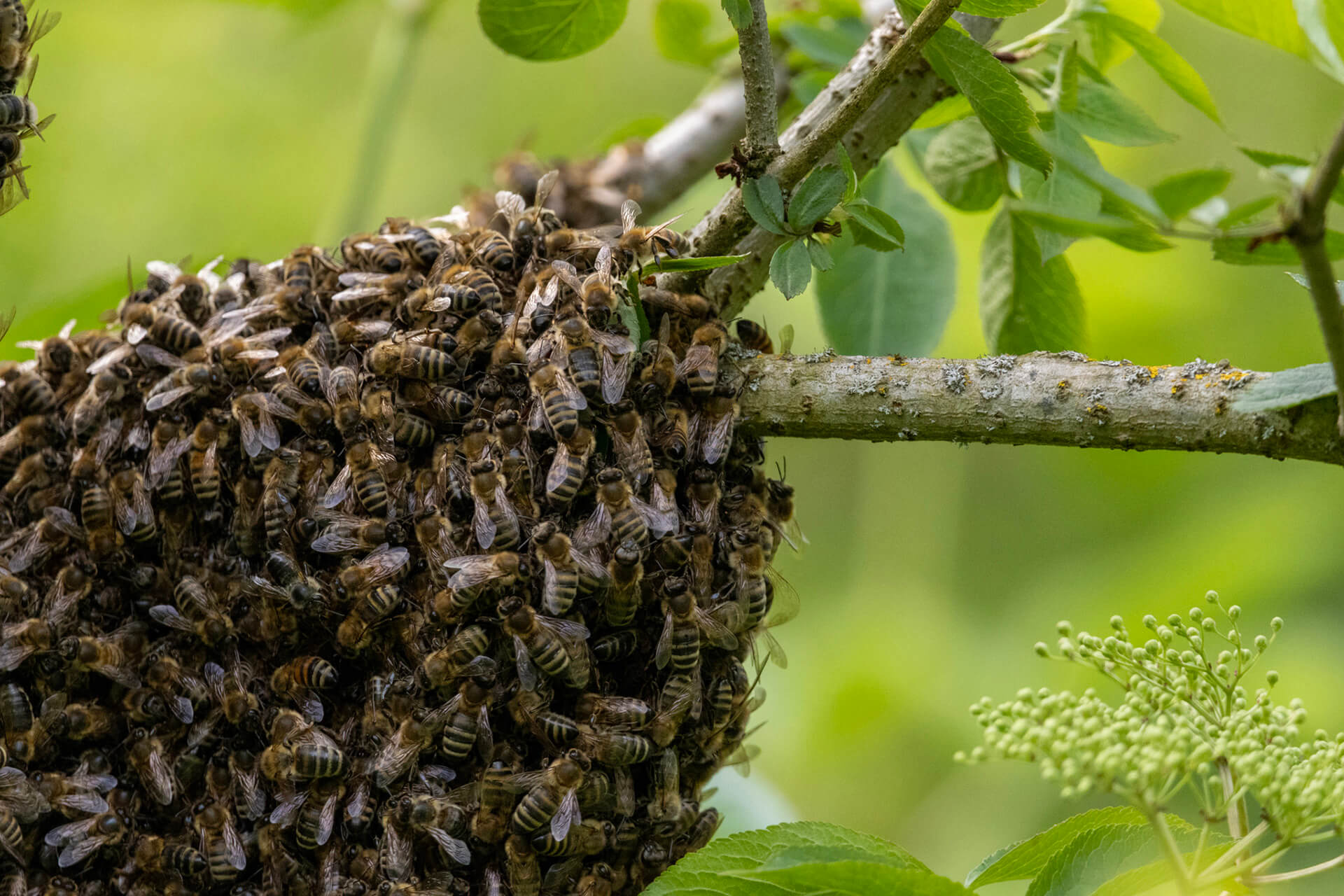 Pure Honey – Dibali Nature
